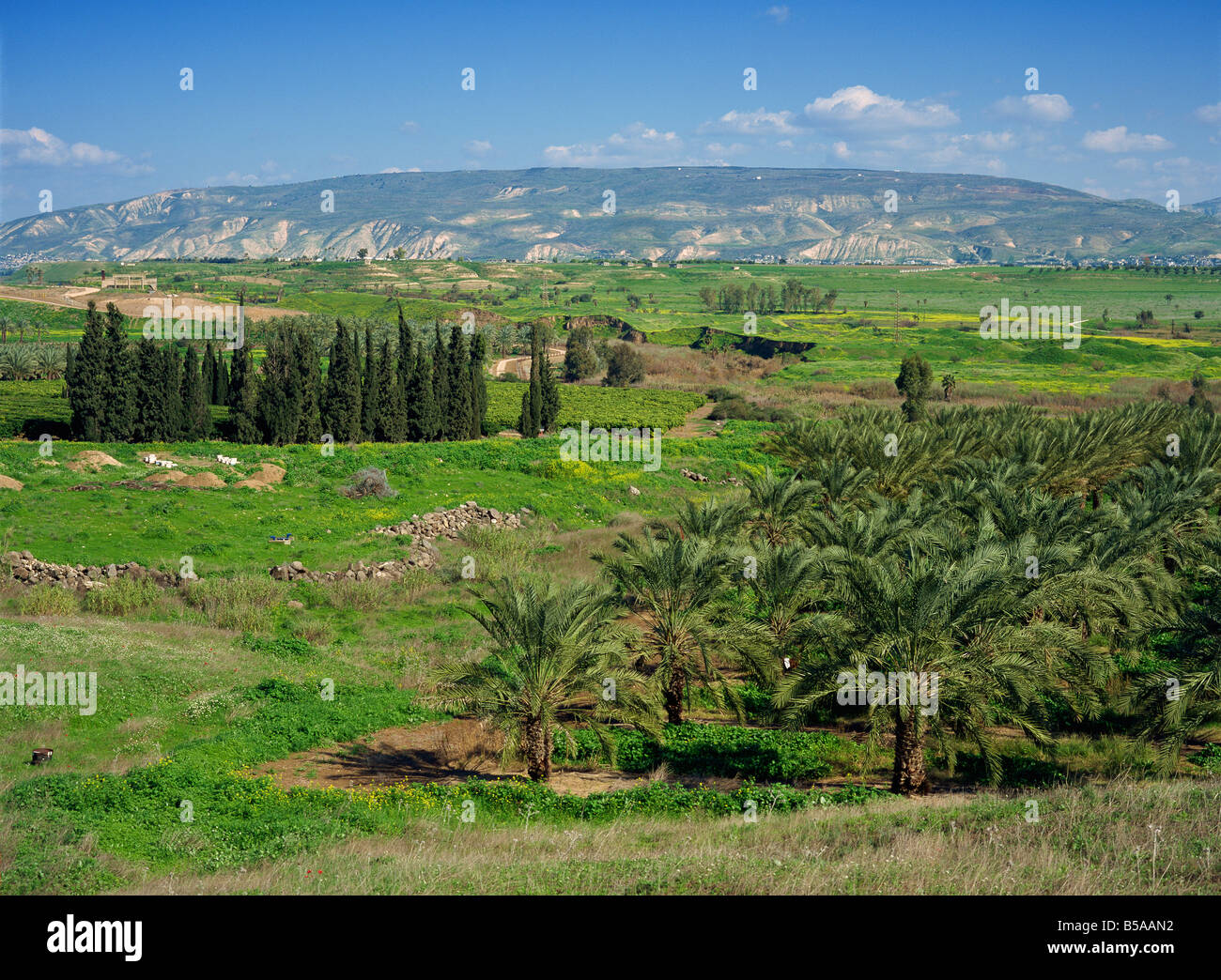 Israel palm trees hi-res stock photography and images - Alamy