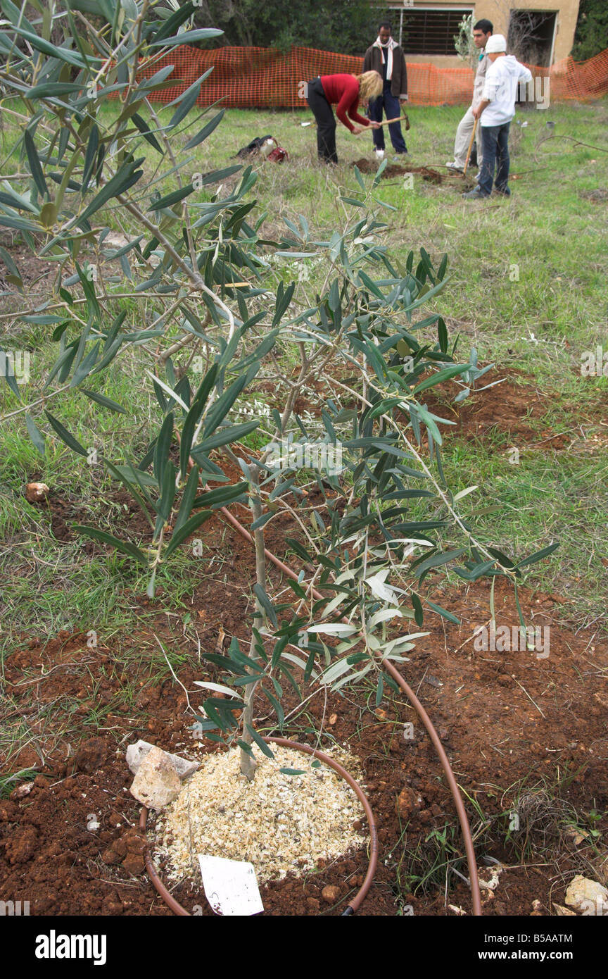 Newly planted young olive tree, with family planting tree in the ...