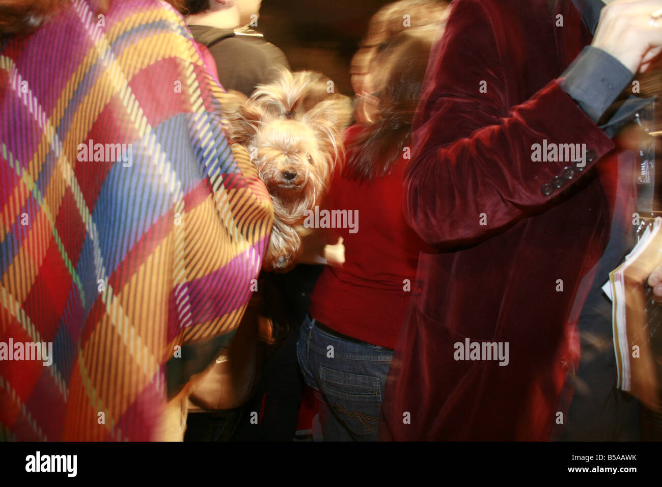 Dog in crowd hi-res stock photography and images - Alamy