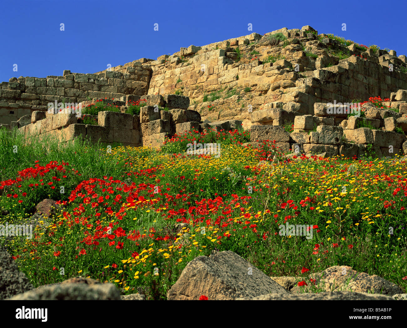 Spring flowers in front of the massive walls of the Acropolis Selinunte ...