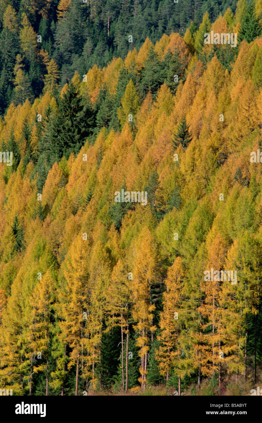 Trees in autumn colours in the Dolomites in Trentino Alto Adige Italy G ...