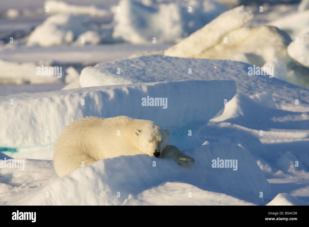 Bear sleeping hi-res stock photography and images - Alamy