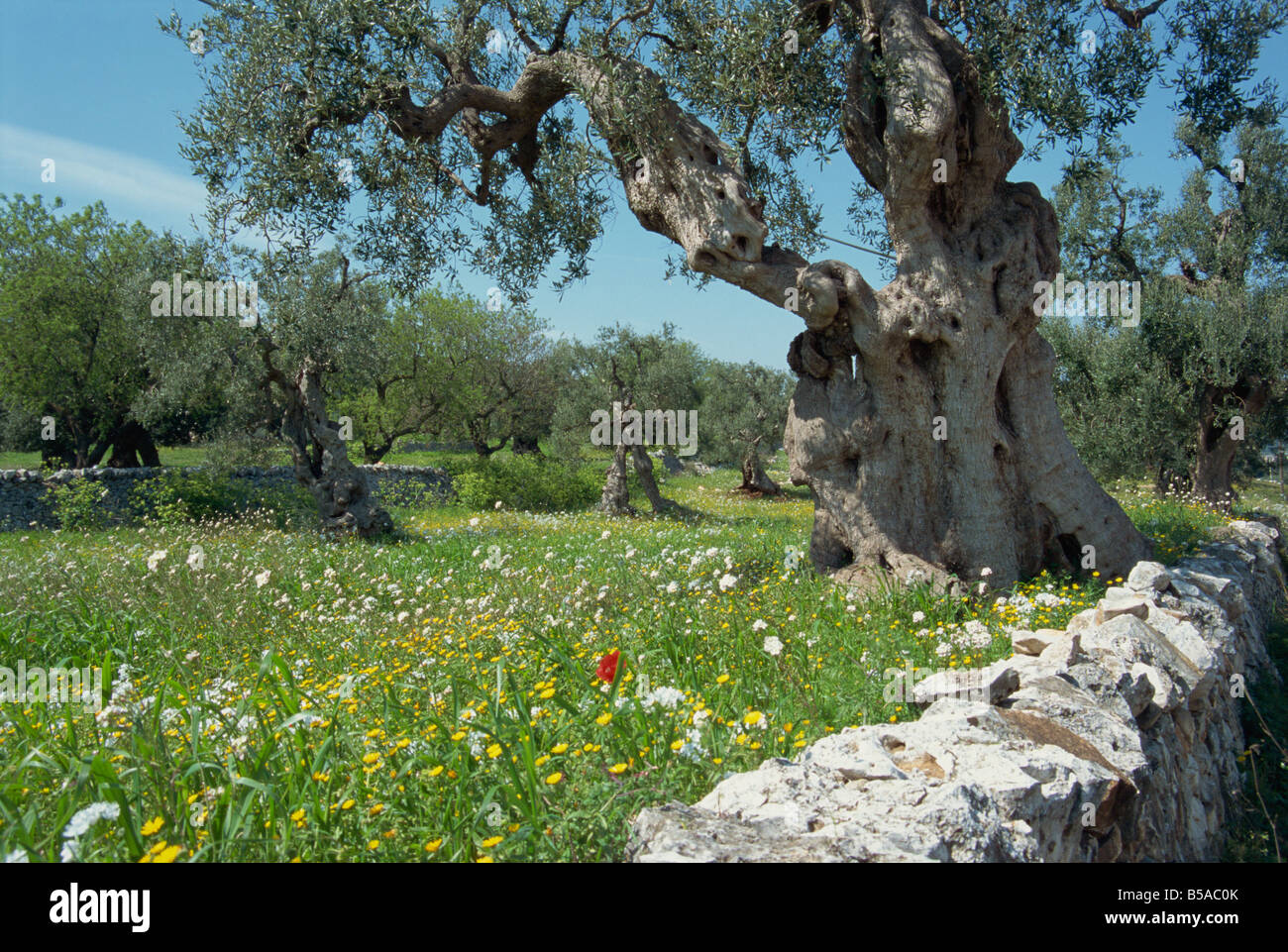 Olive trees Puglia Italy S Terry Stock Photo - Alamy