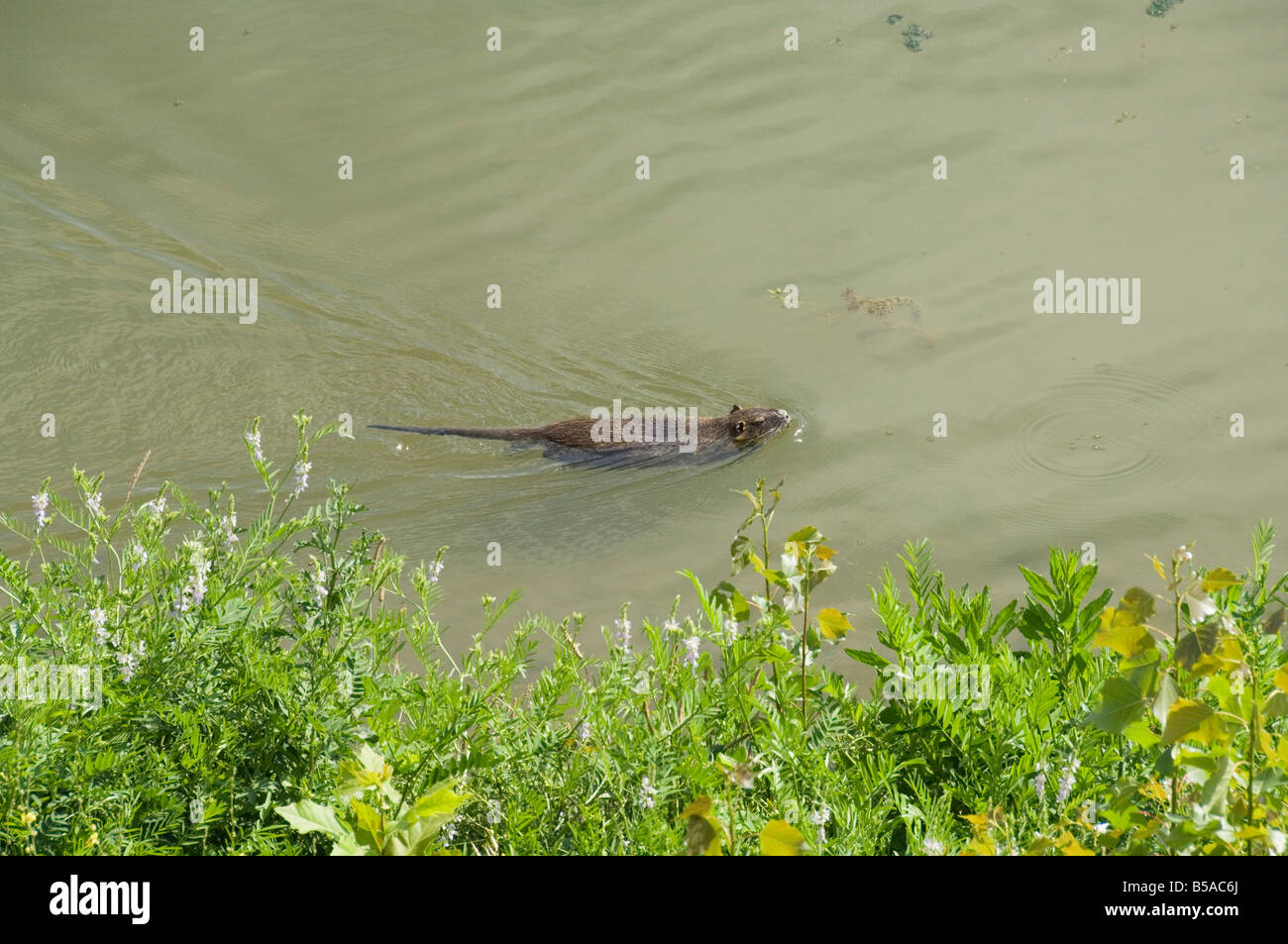 River otter swimming hi-res stock photography and images - Alamy
