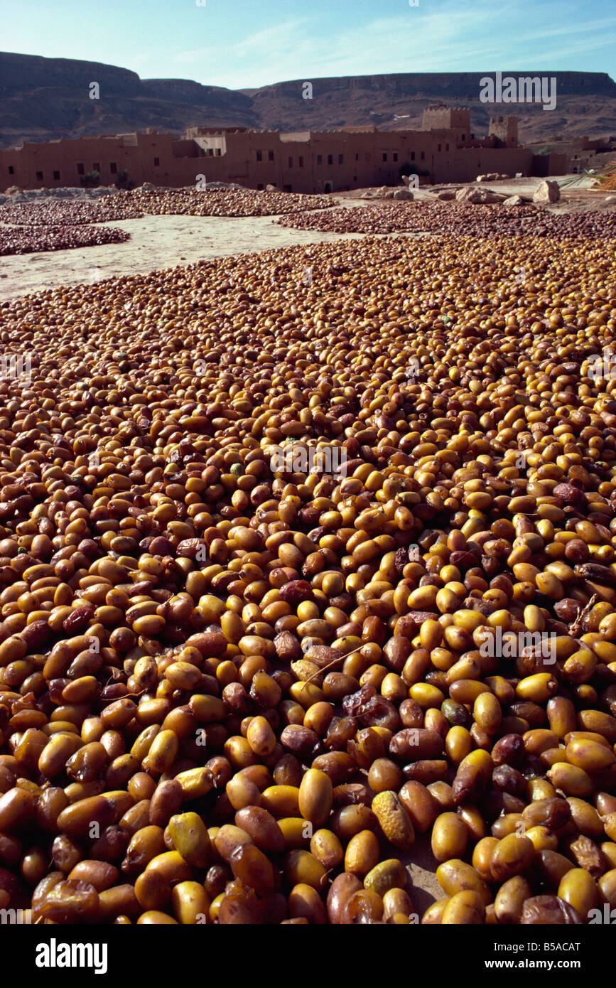 Dates drying near Rissani Morocco North Africa Africa Stock Photo - Alamy