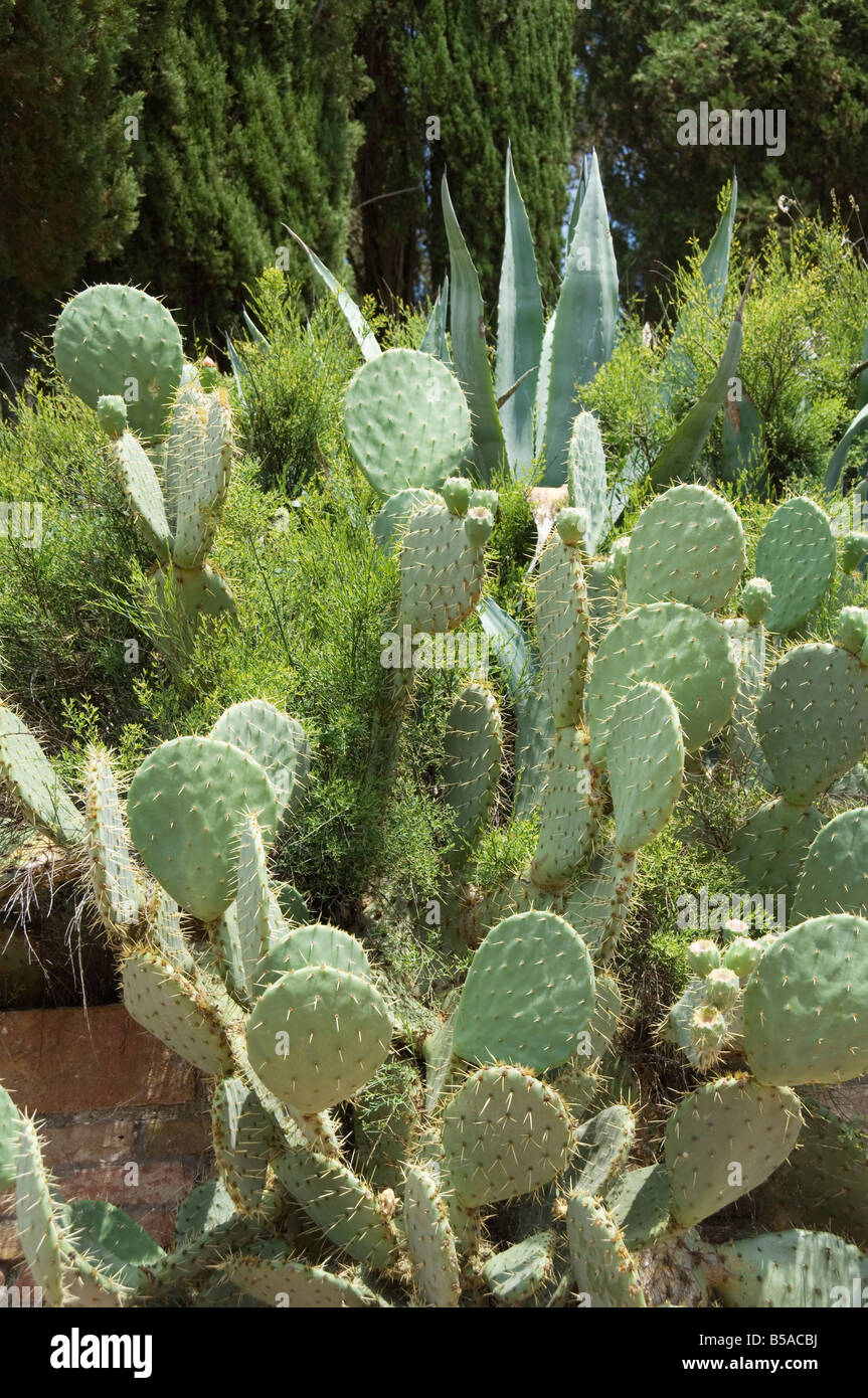 Cactus, Tuscany, Italy, Europe Stock Photo - Alamy