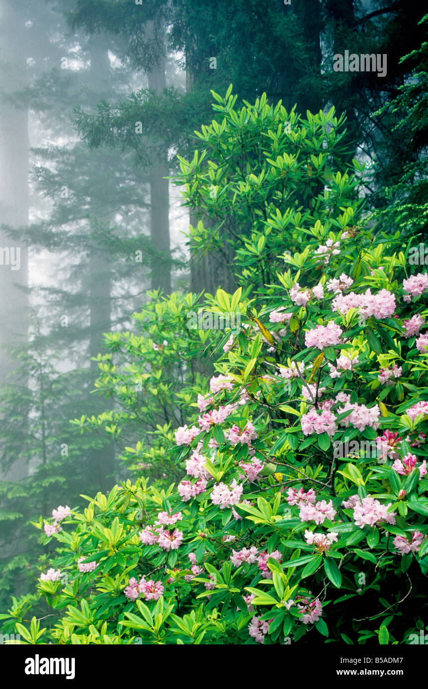 Rhododendron flowering in Redwood Forest Stock Photo - Alamy