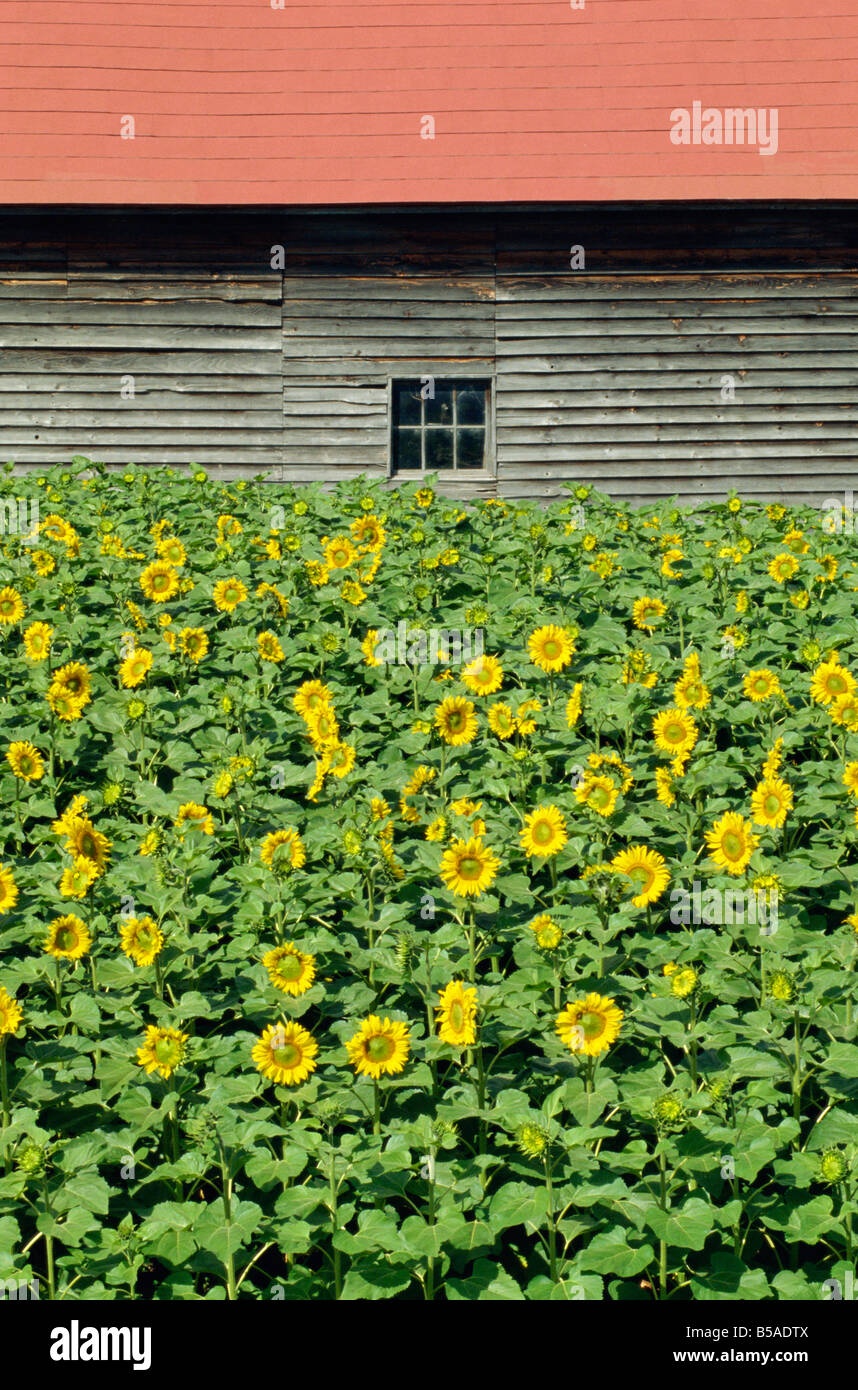 Sunflowers field hokkaido japan hi-res stock photography and images - Alamy