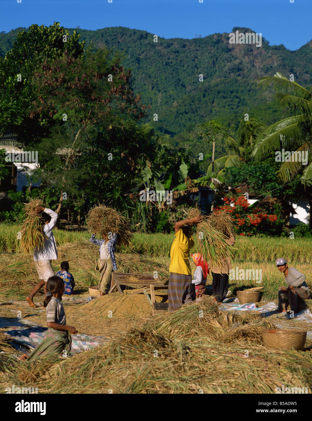 Harvesting rice, Lombok, Indonesia, Southeast Asia Stock Photo - Alamy