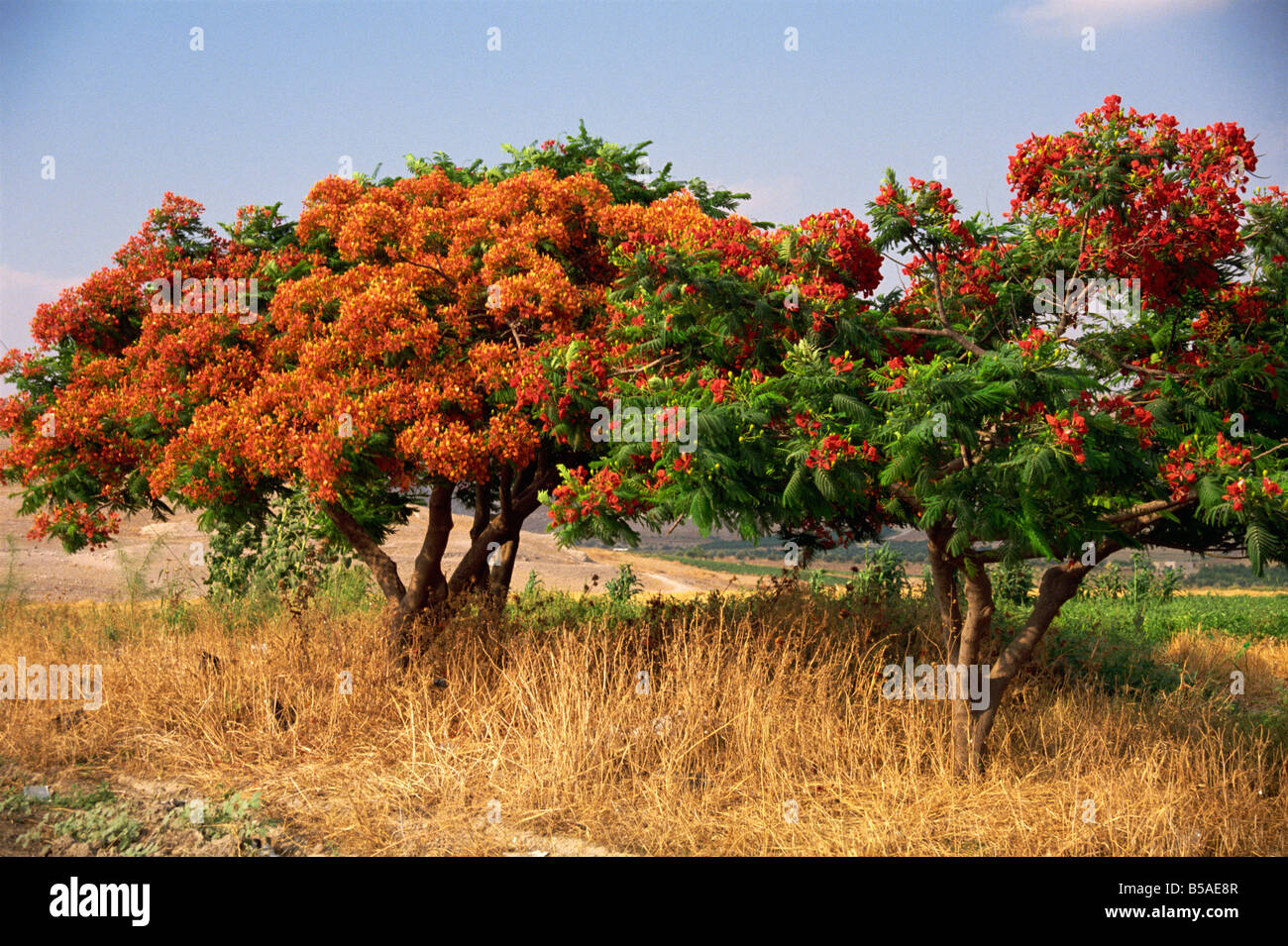 Flame tree Jordan Middle East Stock Photo - Alamy
