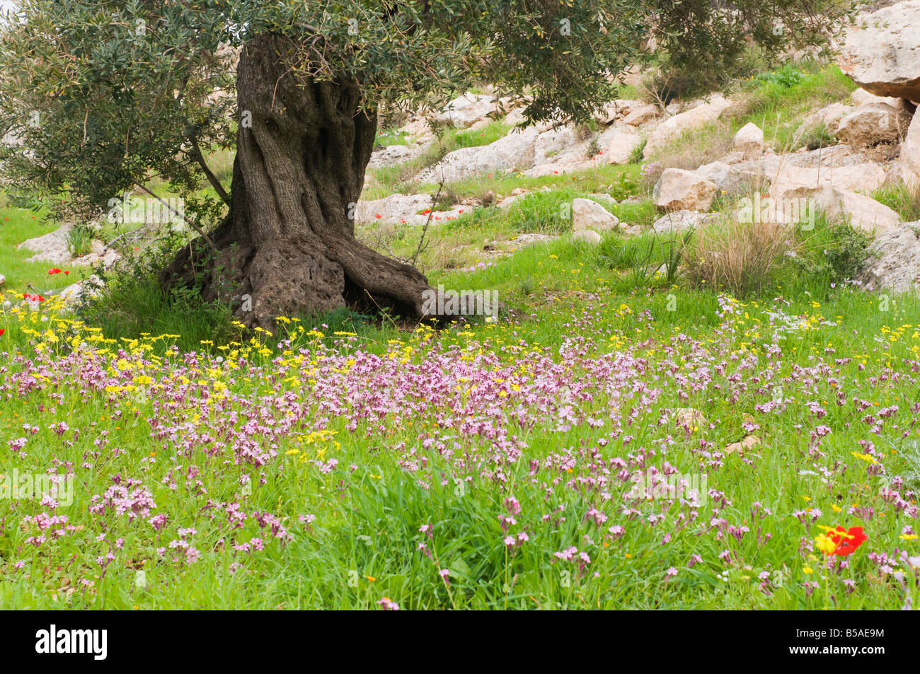 Wildflowers and olive tree, near Halawa, Jordan, Middle East Stock ...