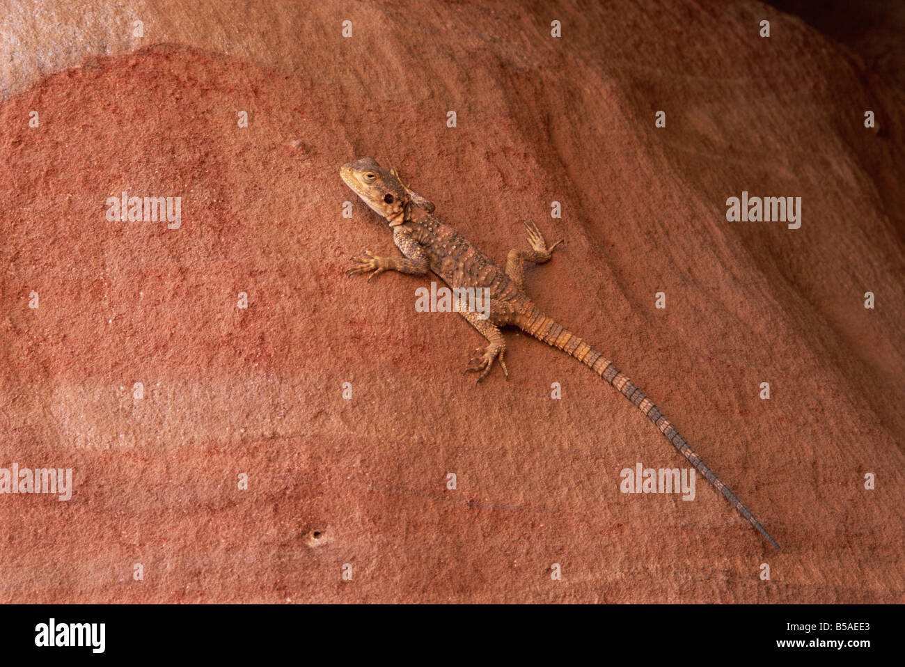 Lizard on rocks Jordan Petra N Clark Stock Photo - Alamy