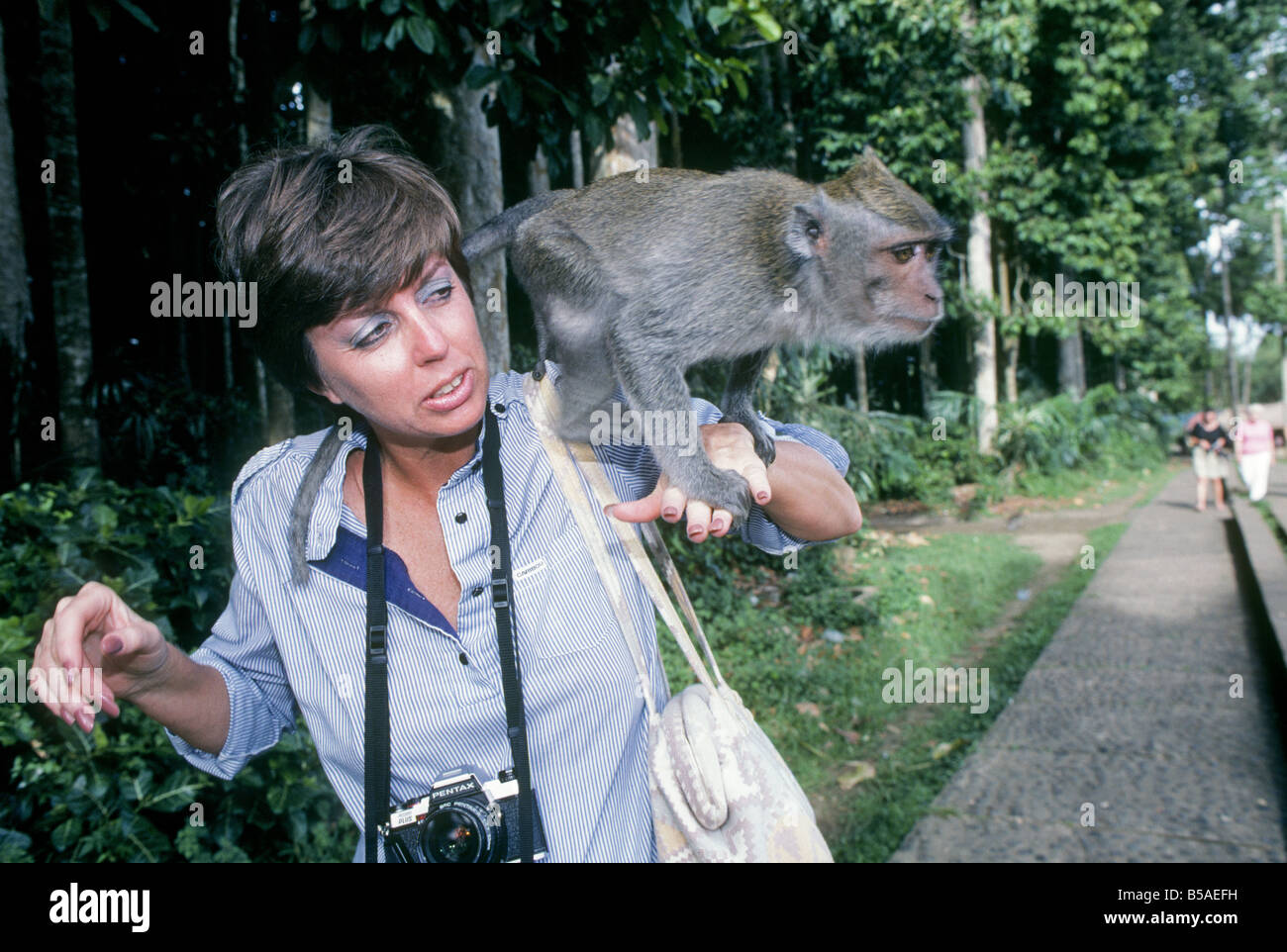 Long tailed macaque monkeys also called temple monkeys attack a tourist ...