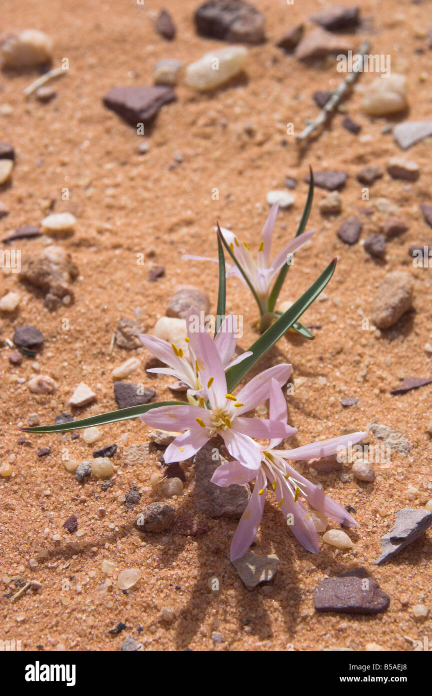 Close up of a colchicum crocus, desert flower, Wadi Rum, Jordan, Middle ...