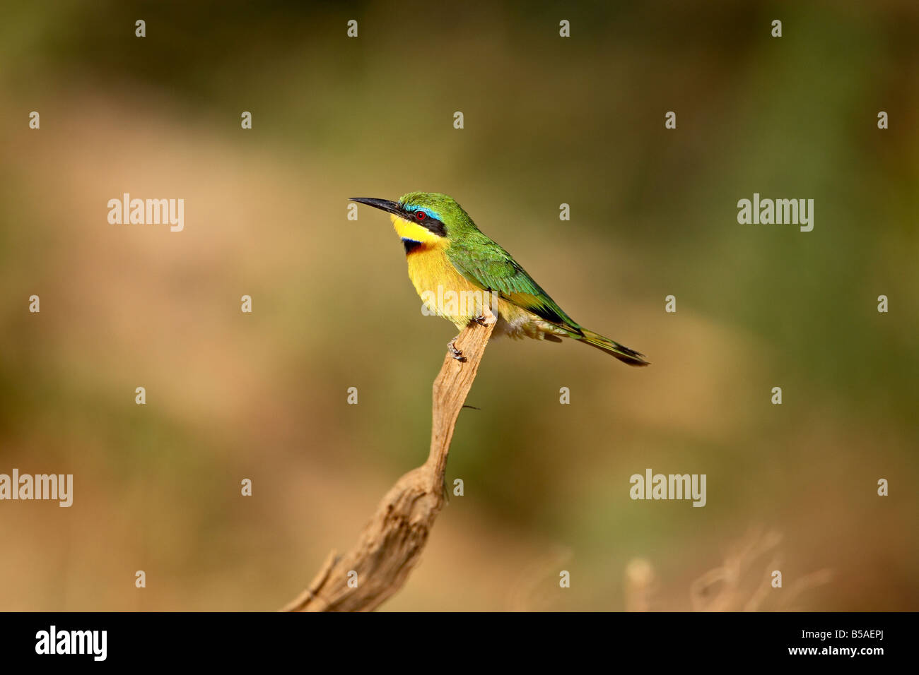 Little bee-eater (Merops pusillus), Samburu National Reserve, Kenya ...