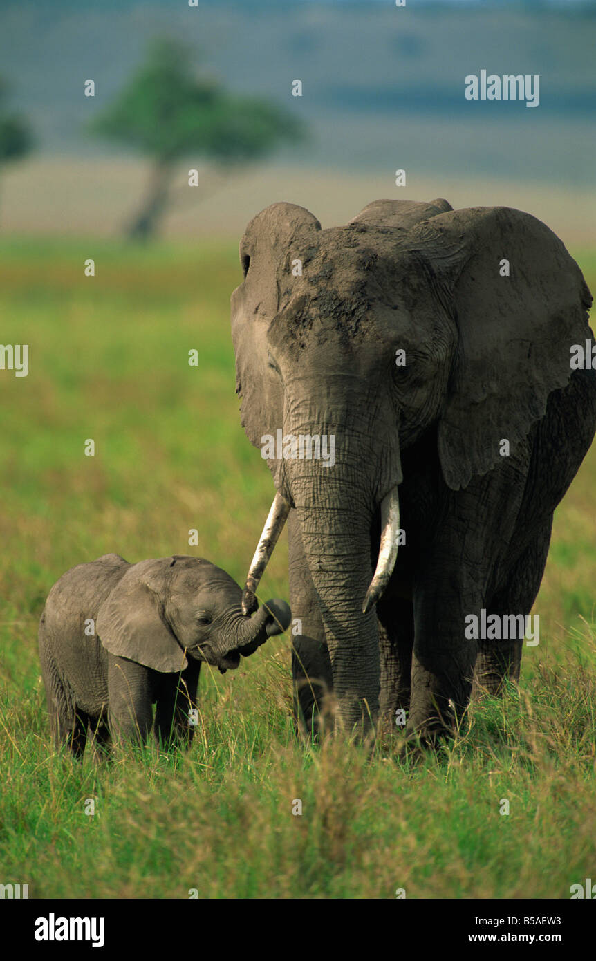 Female and calf, African elephant, Masai Mara National Reserve, Kenya ...