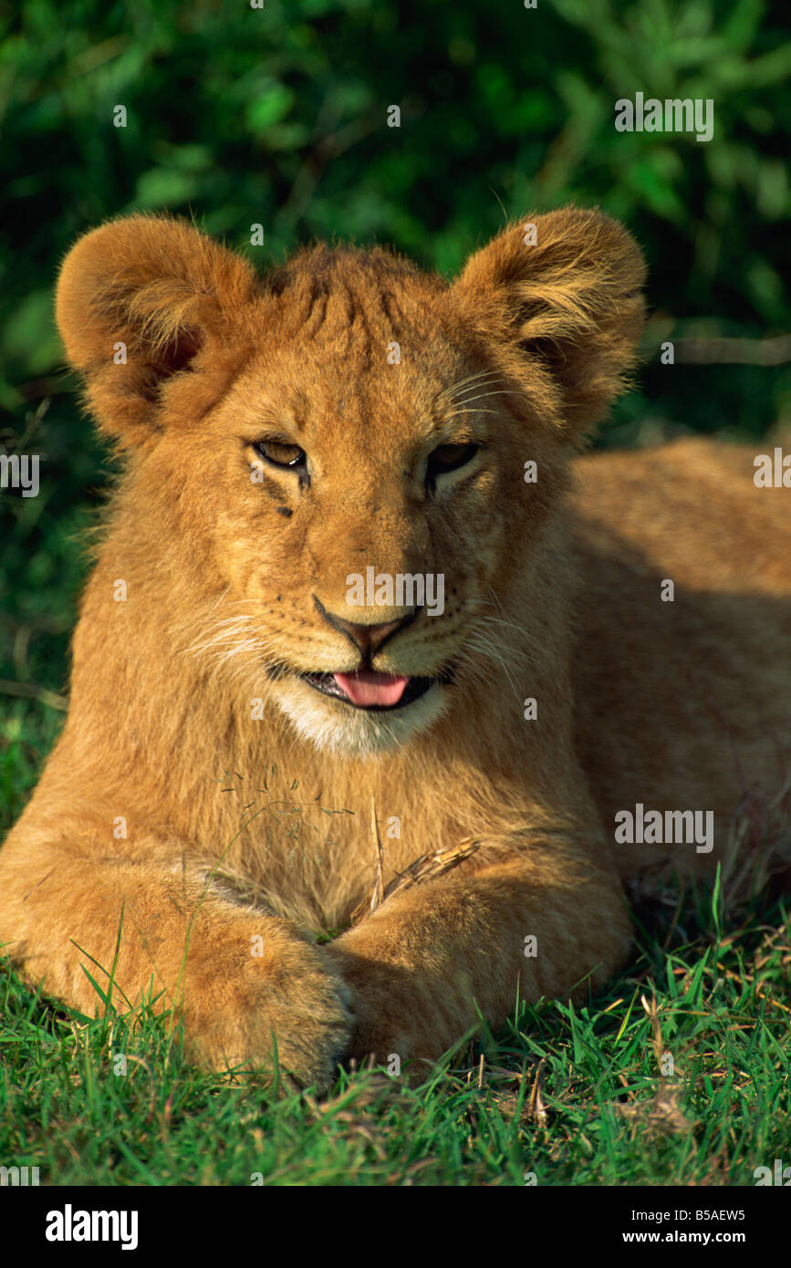 Leo murray hi-res stock photography and images - Alamy