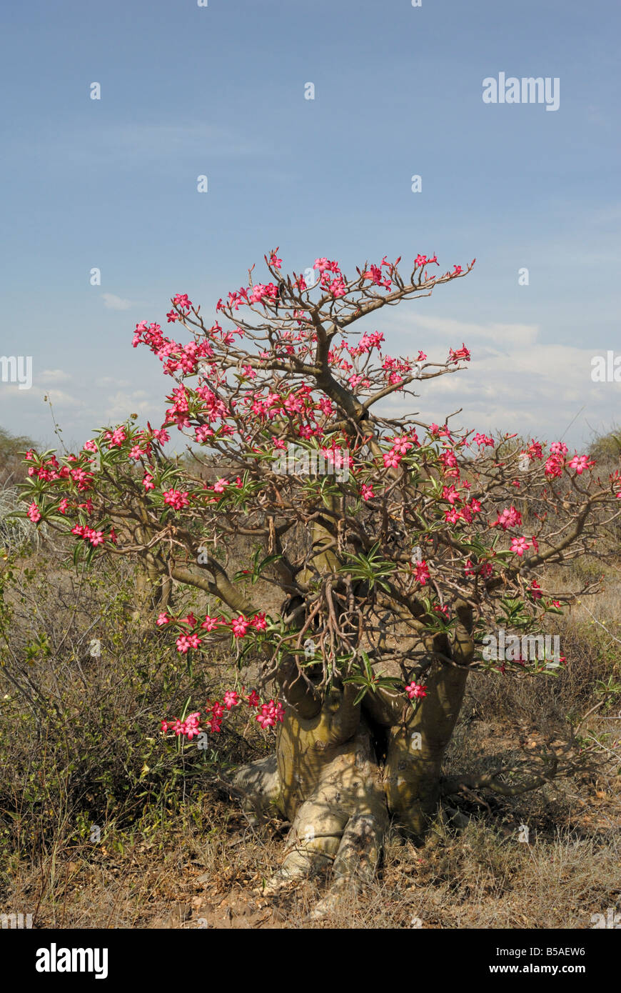 Desert rose, Kenya, East Africa, Africa Stock Photo - Alamy