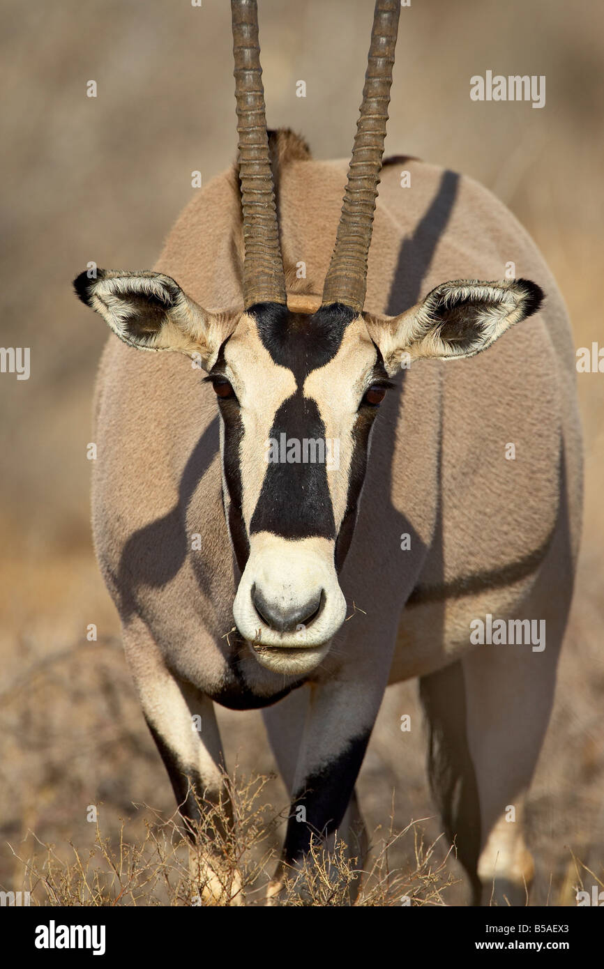 Beisa image hi-res stock photography and images - Alamy