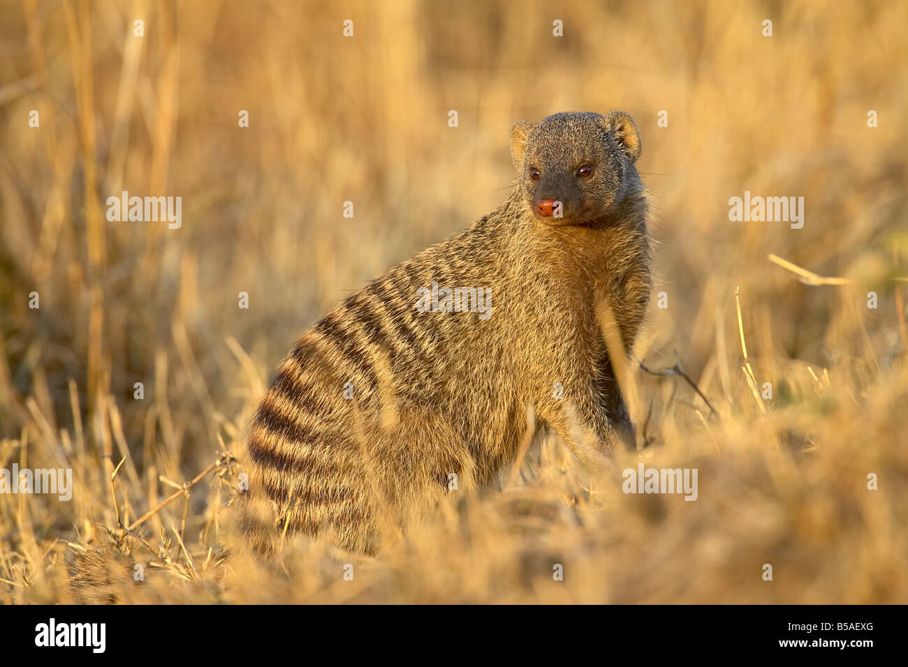 Banded mongoose (Mungos mungo), Masai Mara National Reserve, Kenya ...