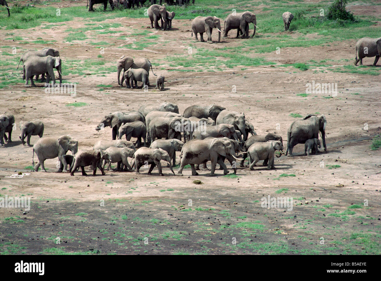Elephant Amboseli National Park Kenya East Africa Africa Stock Photo ...