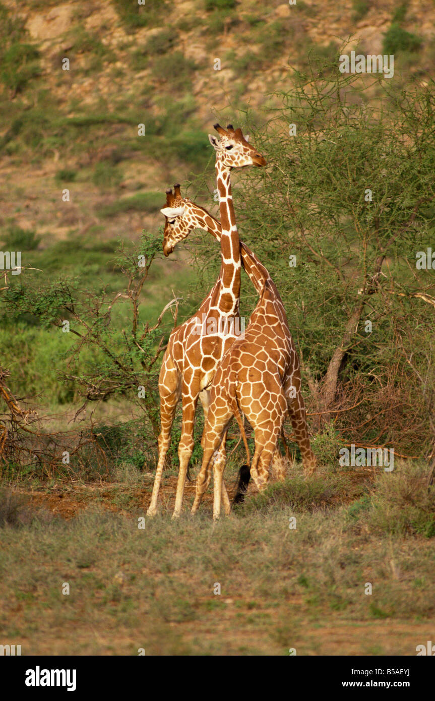 Reticulated giraffe Samburu National Reserve Kenya East Africa Africa ...