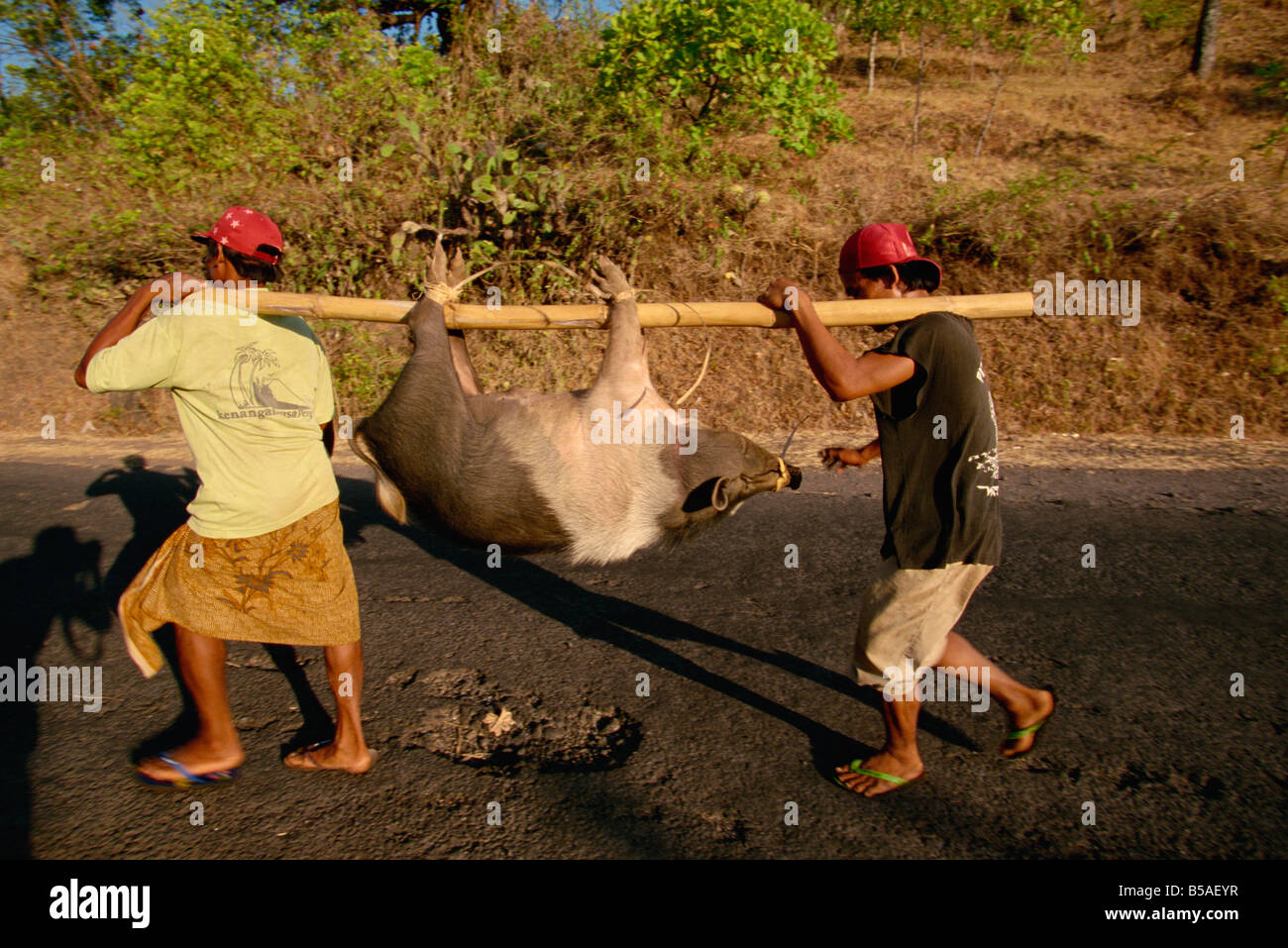 Two men carrying pig home hi-res stock photography and images - Alamy