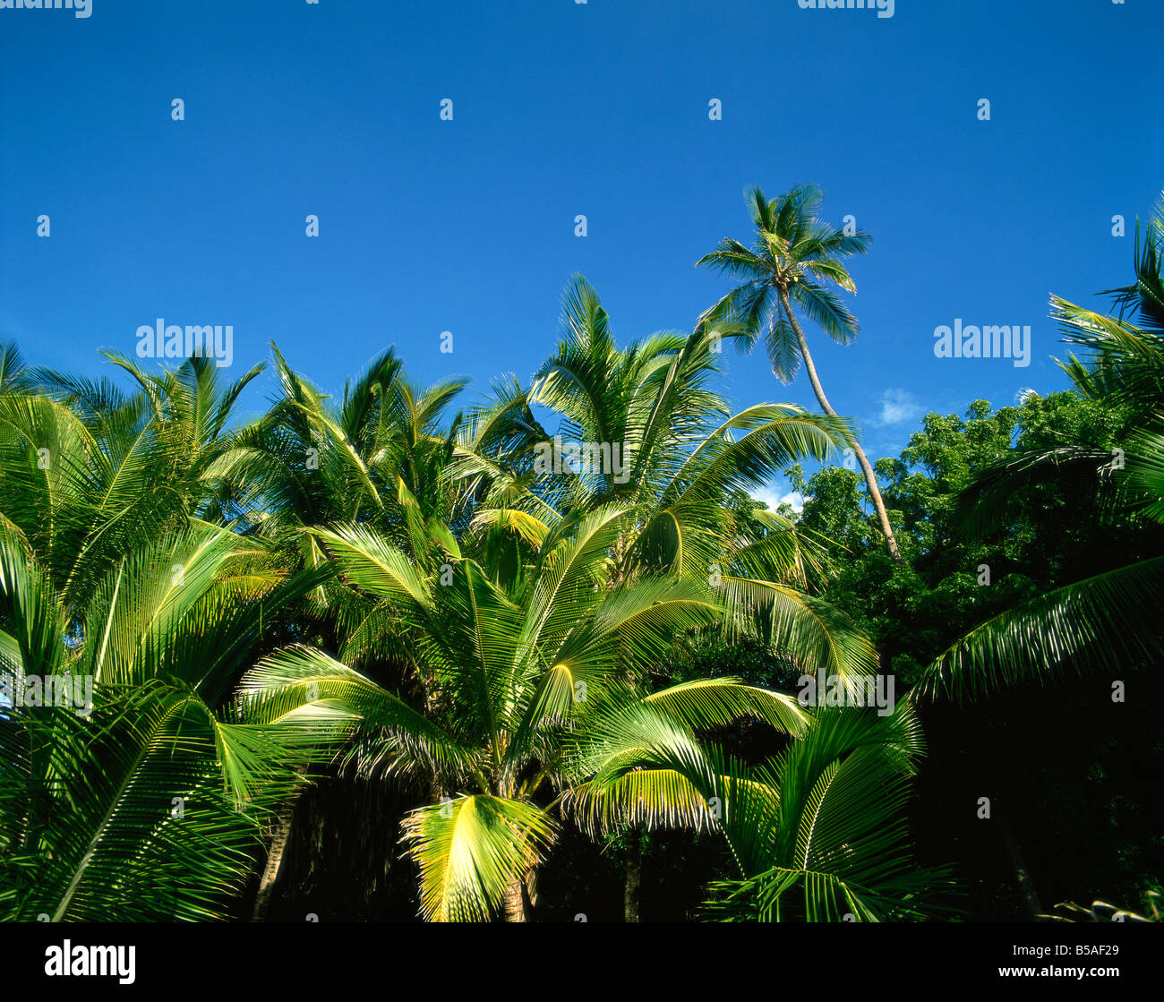 Palm trees Kenya East Africa Africa Stock Photo - Alamy Palm trees Kenya East Africa Africa Stock Photo - Alamy