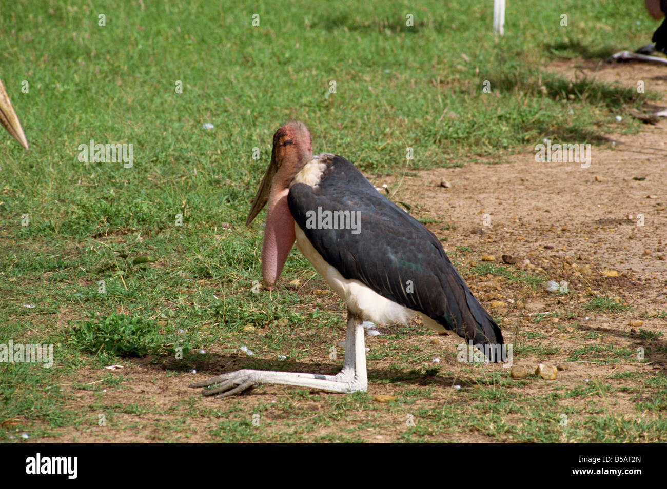 Maribou storks Masai Mara National Reserve Kenya East Africa Africa ...