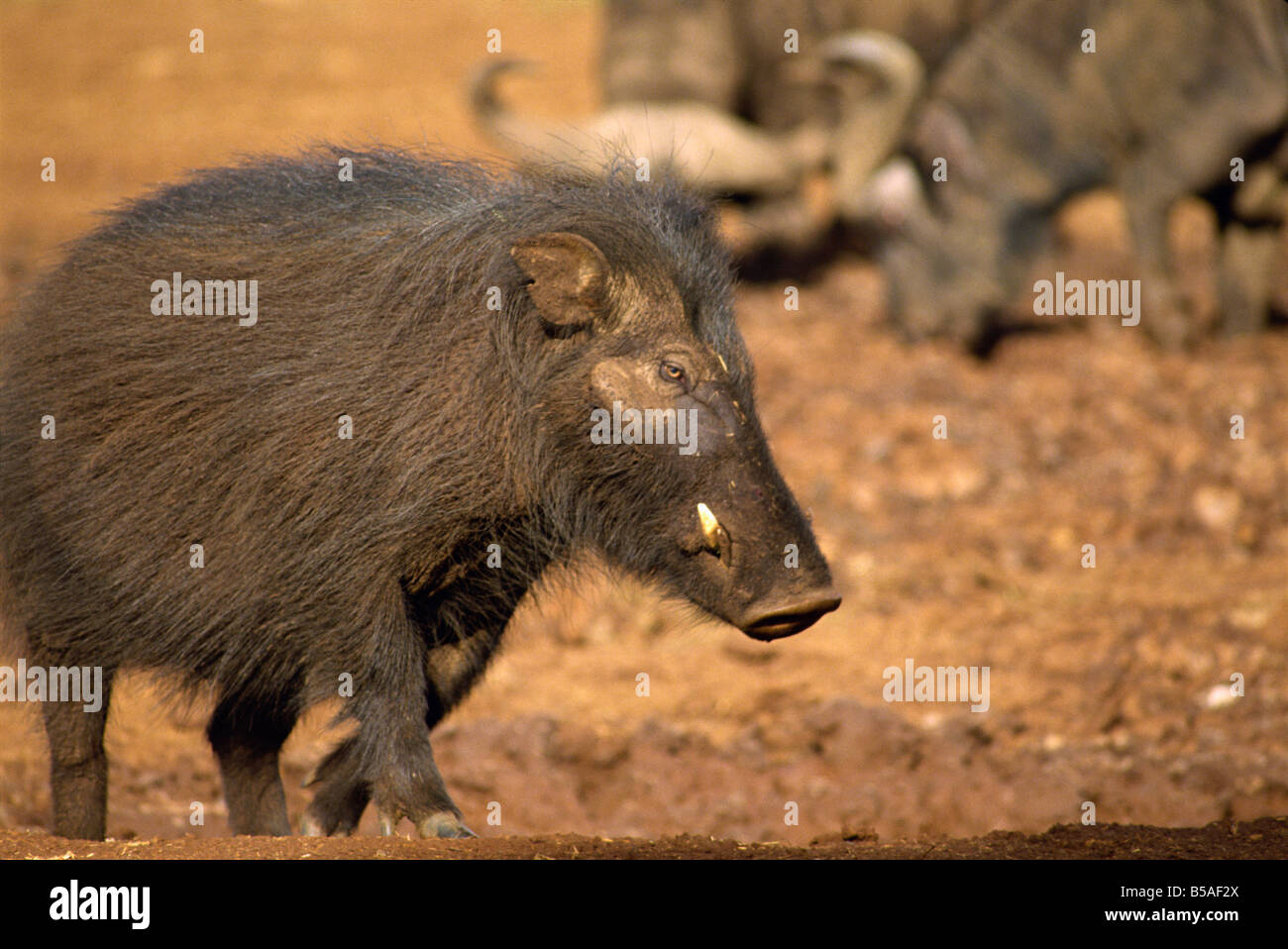 Great forest hog at the Ark Kenya East Africa Africa Stock Photo - Alamy