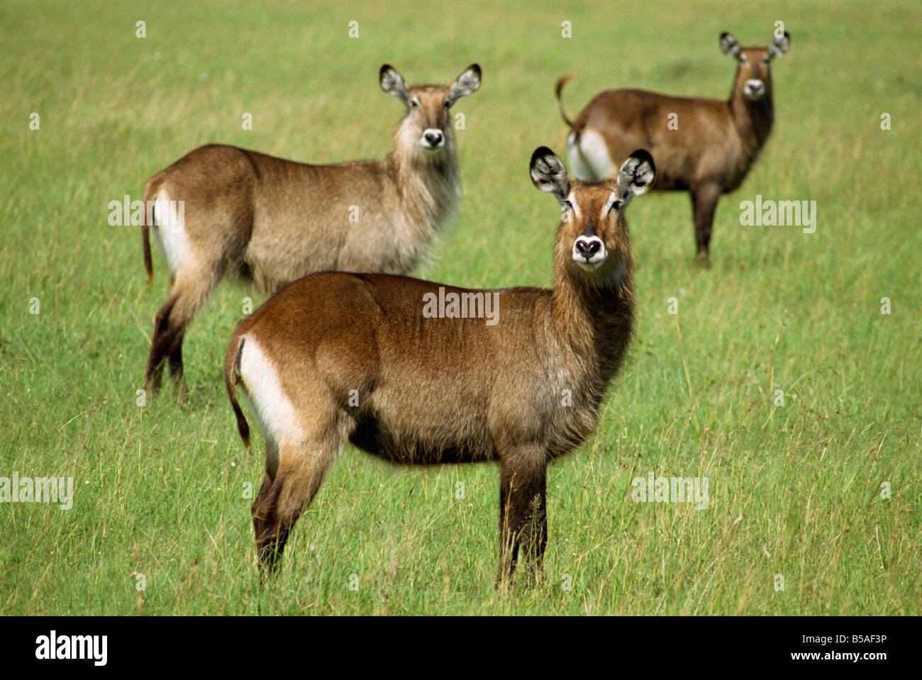 Waterbuck Masai Mara National Reserve Kenya East Africa Africa Stock ...