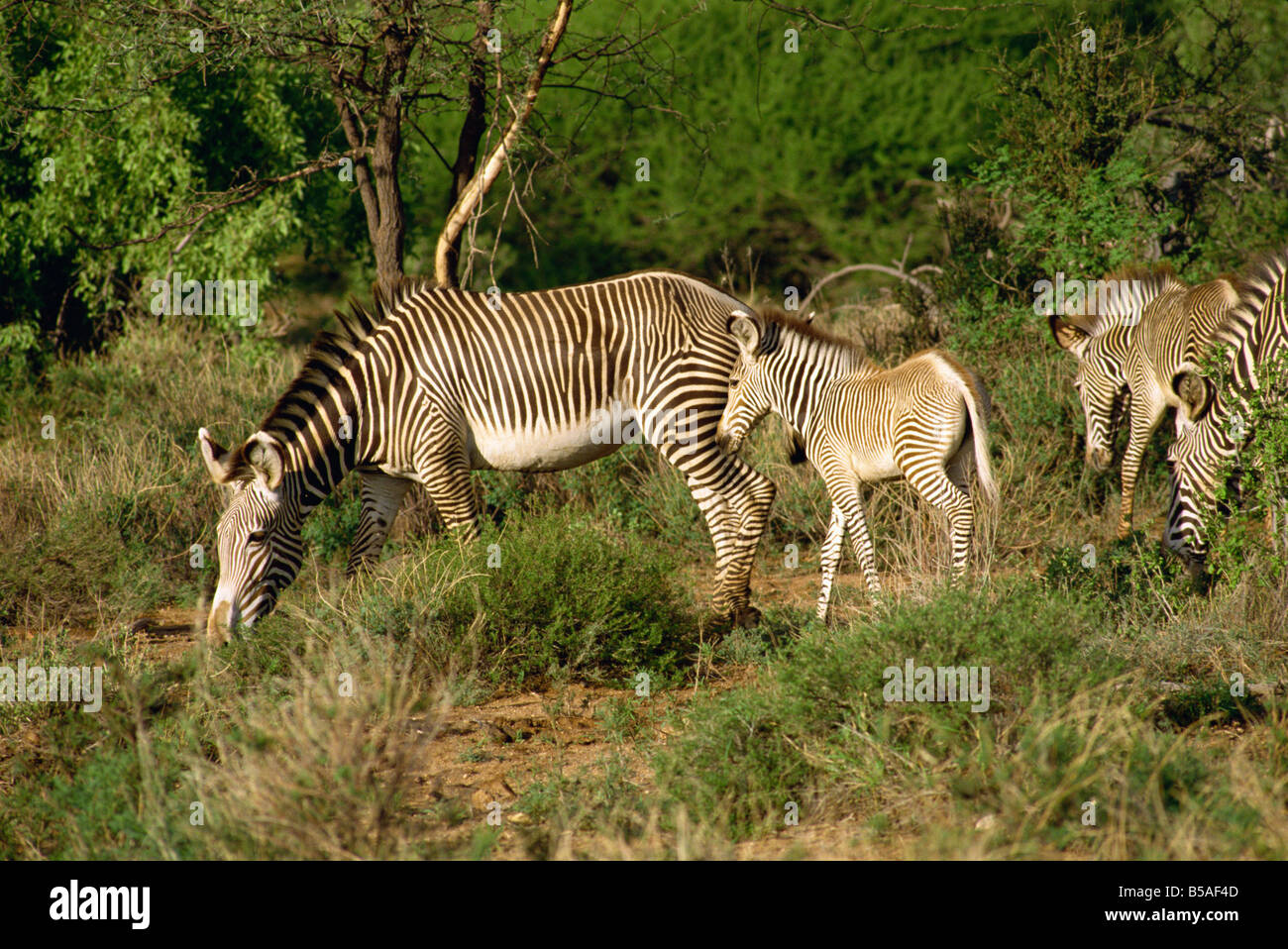 Grevy zebra Samburu National Reserve Kenya East Africa Africa Stock ...