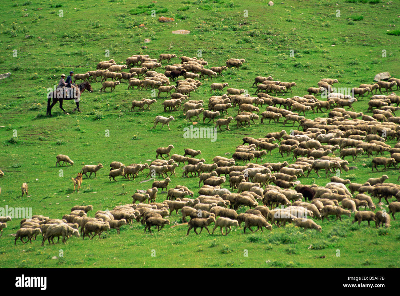 J a shepherd hi-res stock photography and images - Alamy