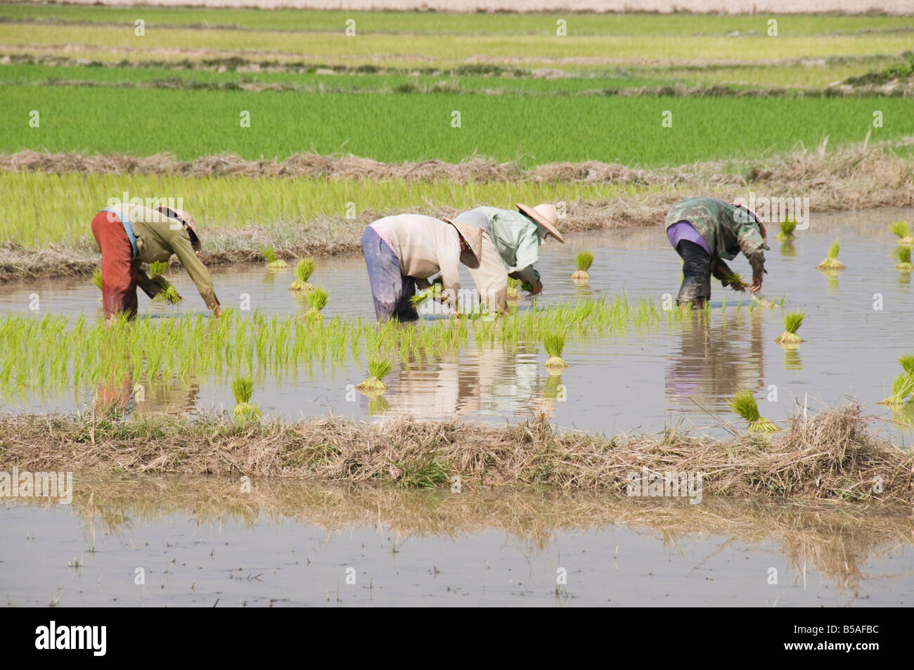 Rice fields vientiane hi-res stock photography and images - Alamy
