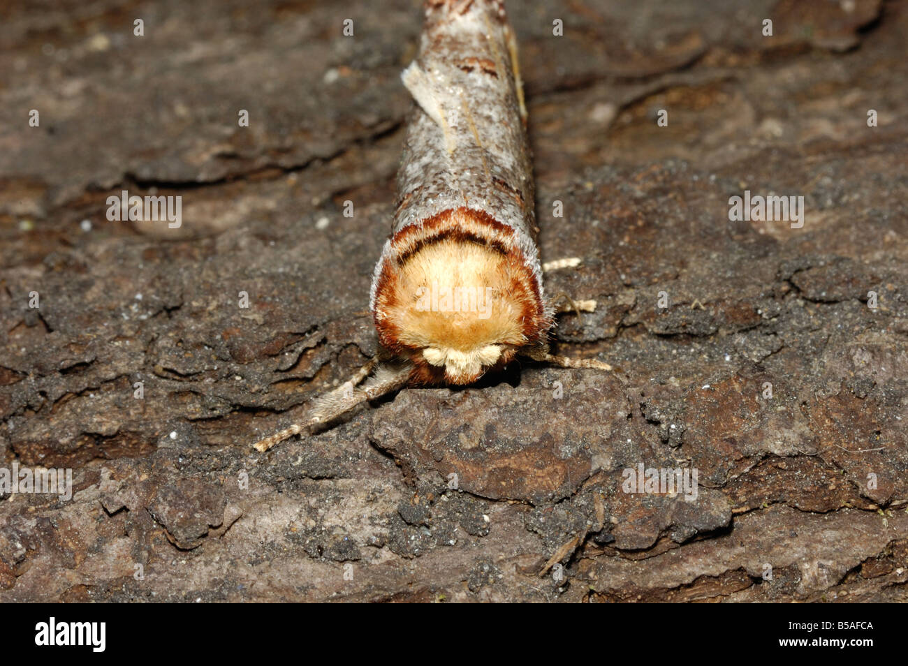 Buff Tip Moth Stock Photo - Alamy