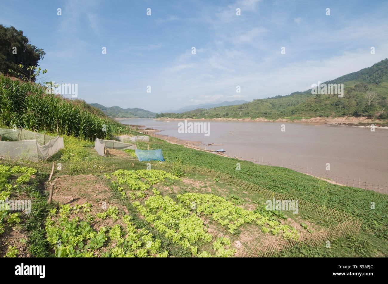 Crops on side of Mekong River at Gom Dturn, a Lao Luong Village in the ...