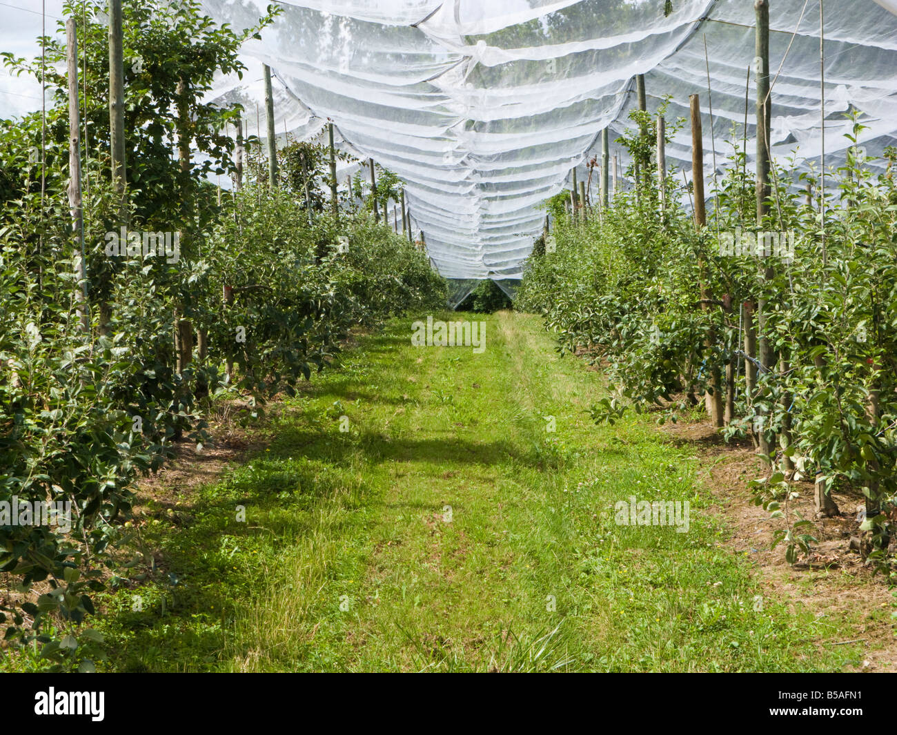 Netting and cloches hi-res stock photography and images - Alamy