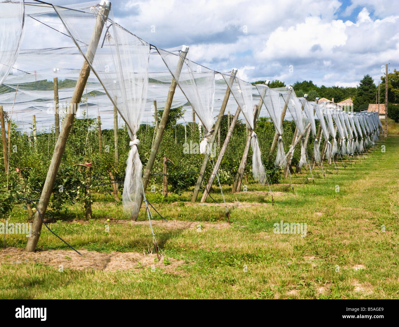 Large cloches protecting early growth of fruit trees in the French ...