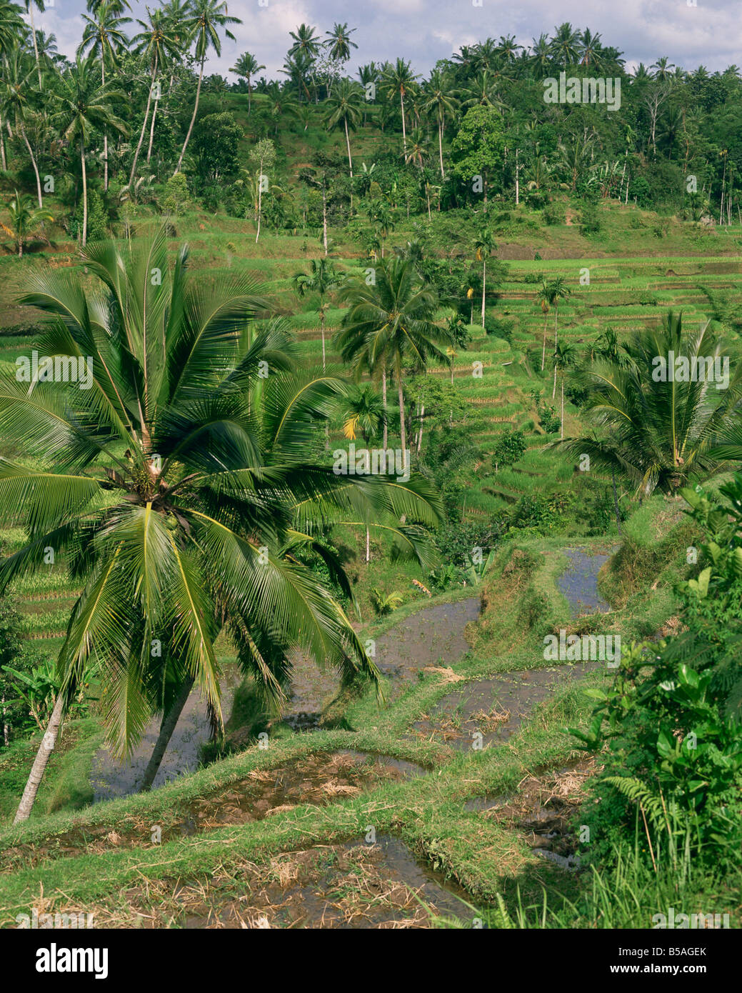 Landscape of palm trees and rice terraces on Bali Indonesia Southeast ...
