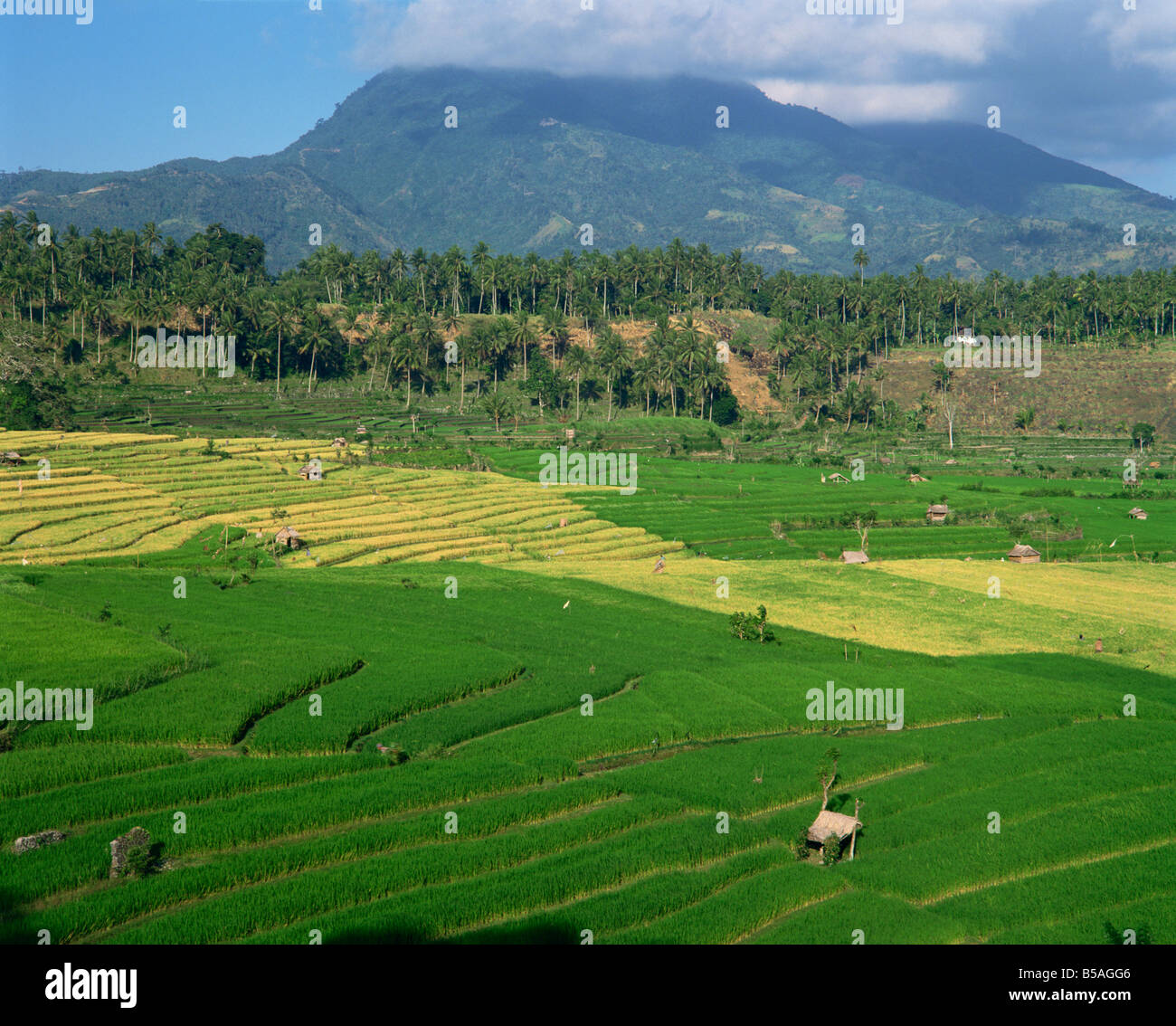 Landscape of rice terraces palm trees and hills on Bali Indonesia Asia ...