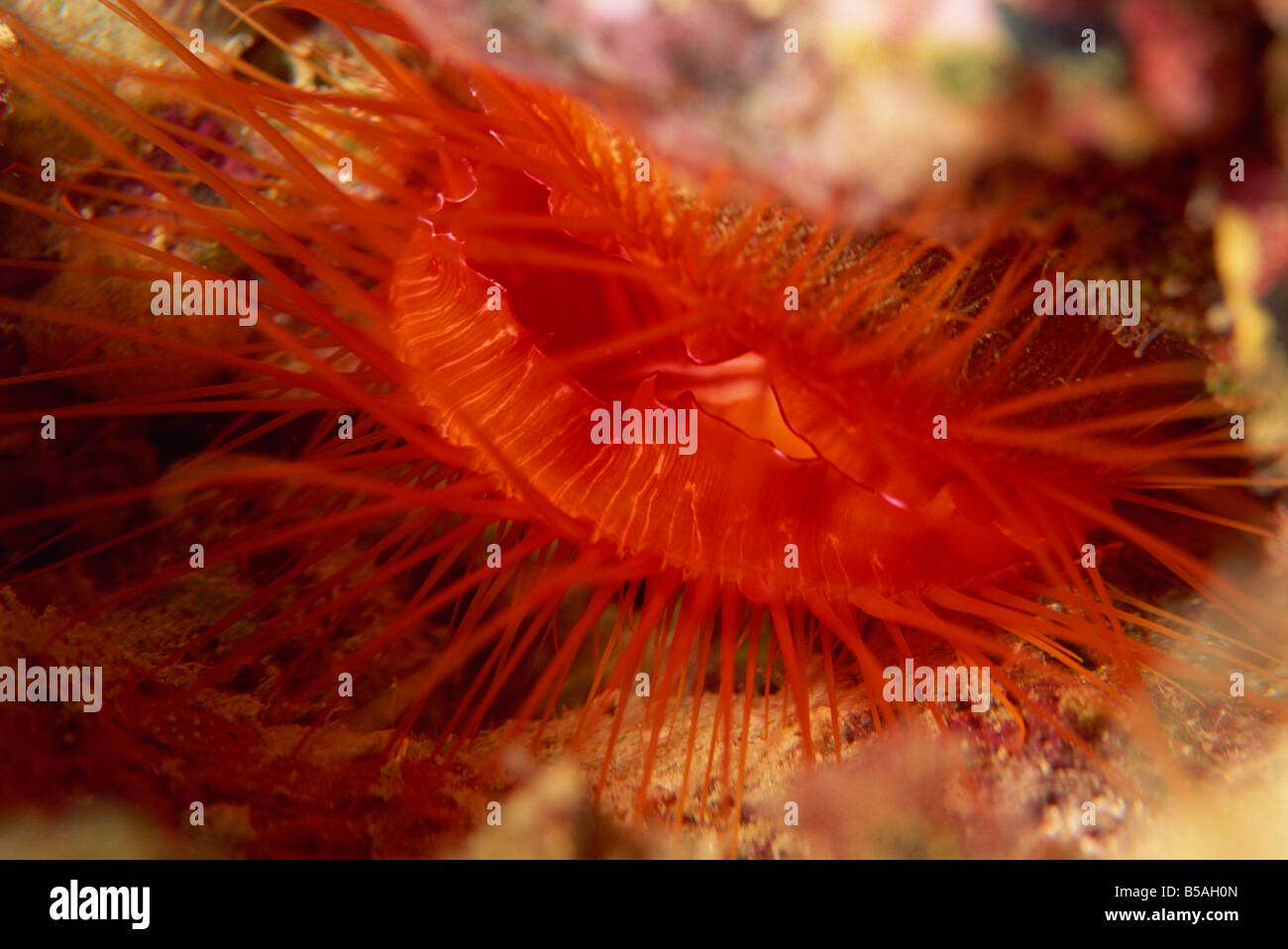 Oyster shell clam (file clam), found deep in reef crevices, Sabah ...