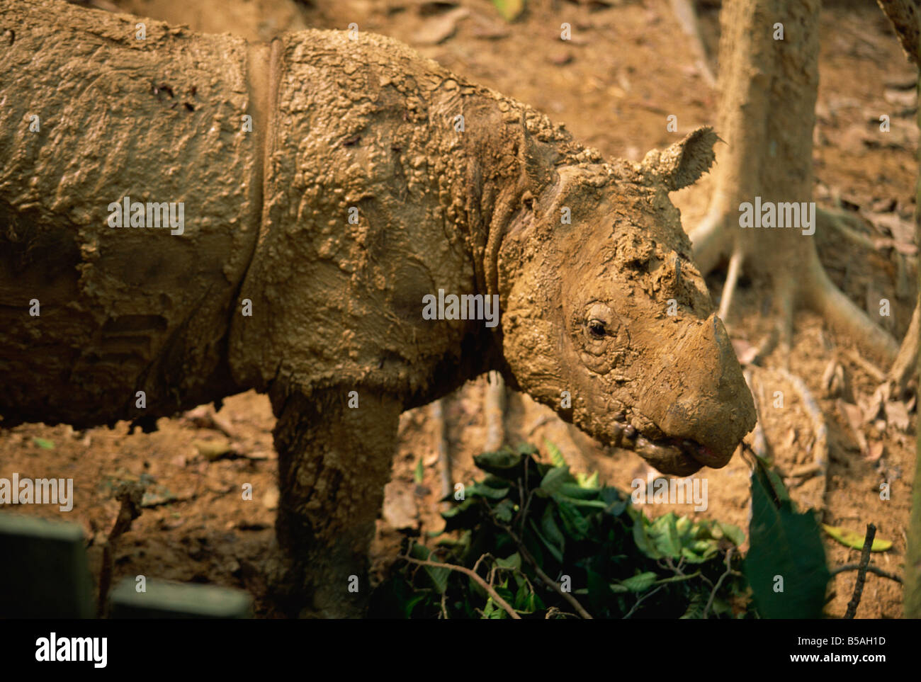 The rare hairy rhino, smallest type of rhino at Sepilok Orang-Utan ...
