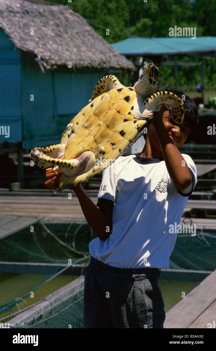 Turtle rearing compound, Kukup, Malaysia, Southeast Asia Stock Photo ...