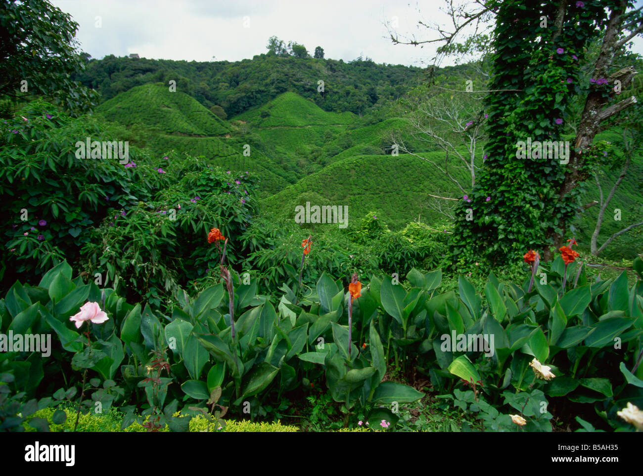 Lush flowers at Sungai Palas Tea Estate, Cameron Highlands, Perak ...