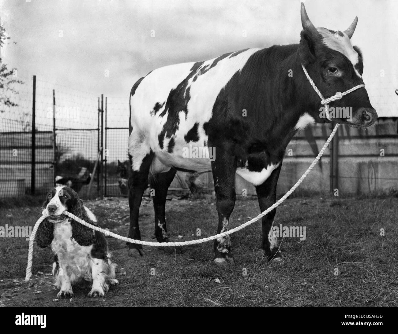 Flush, the dog is always ready to show "Ferdinand" his way about the ...