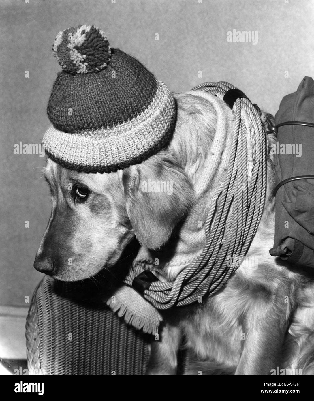 Mandy the dog ready for mountaineering to slim. January 1962 P007387 ...