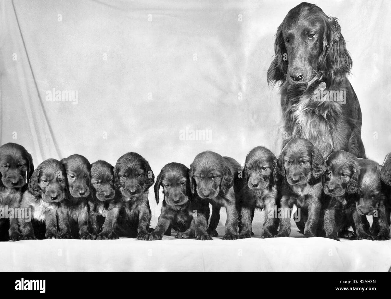Mother red setter dog Scarlet O'Hara with her litter of newly born pups ...