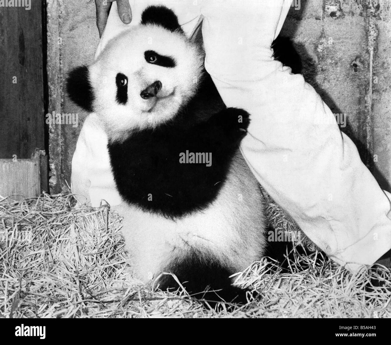 Baby panda Chu-Lin is probably the most valuable baby animal in the ...