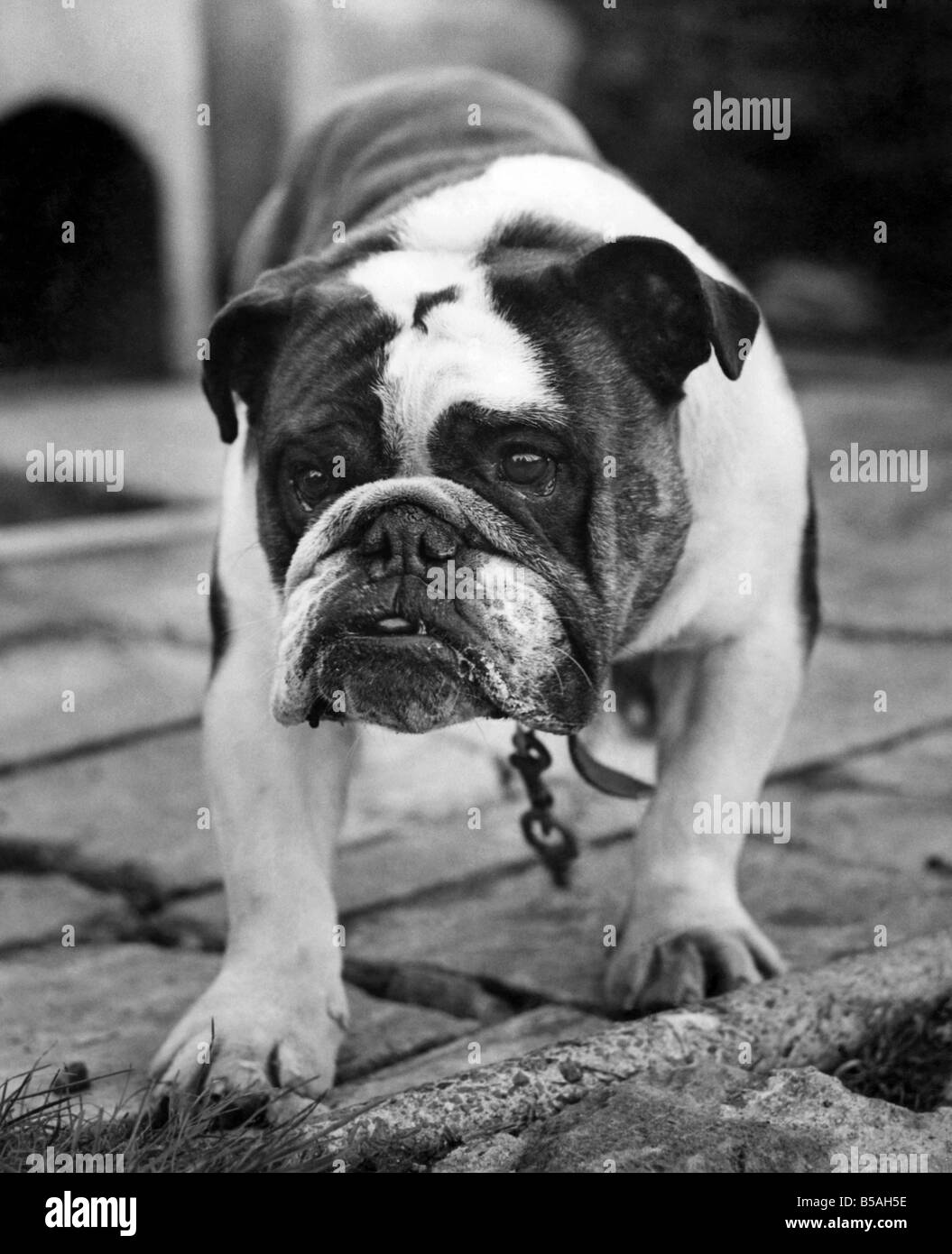 Butch the bulldog hi-res stock photography and images - Alamy