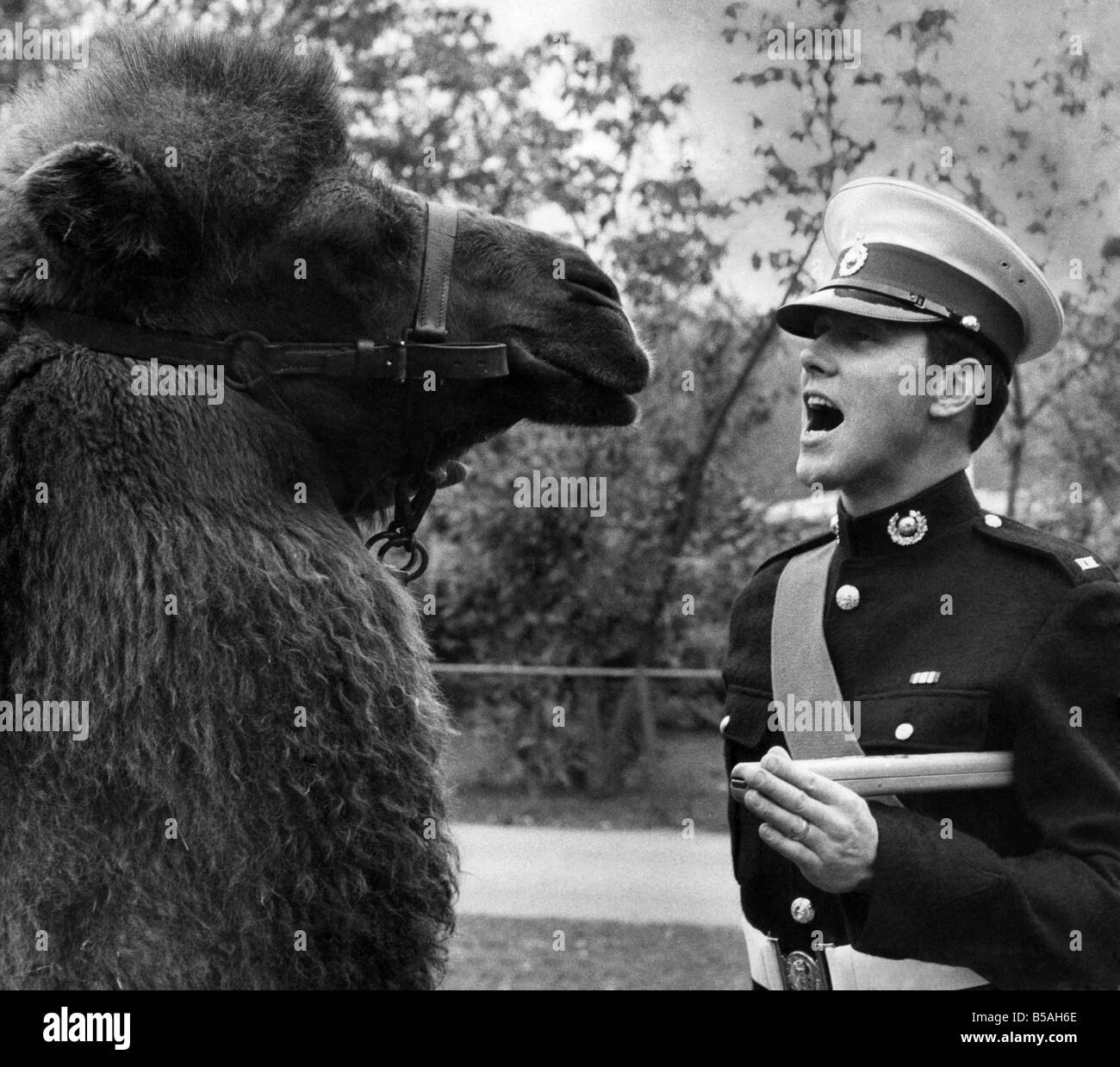 Marine camels Black and White Stock Photos & Images - Alamy